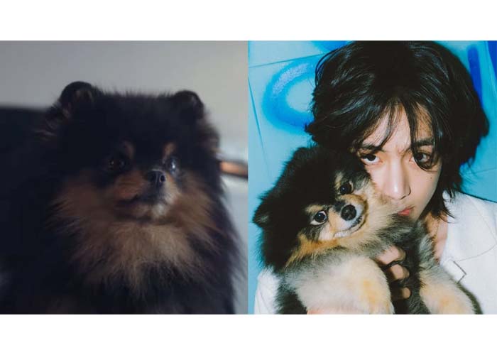 Anjing Mungil V BTS Ikut Main di MV 'Rainy Days' ? - Xpose Indonesia